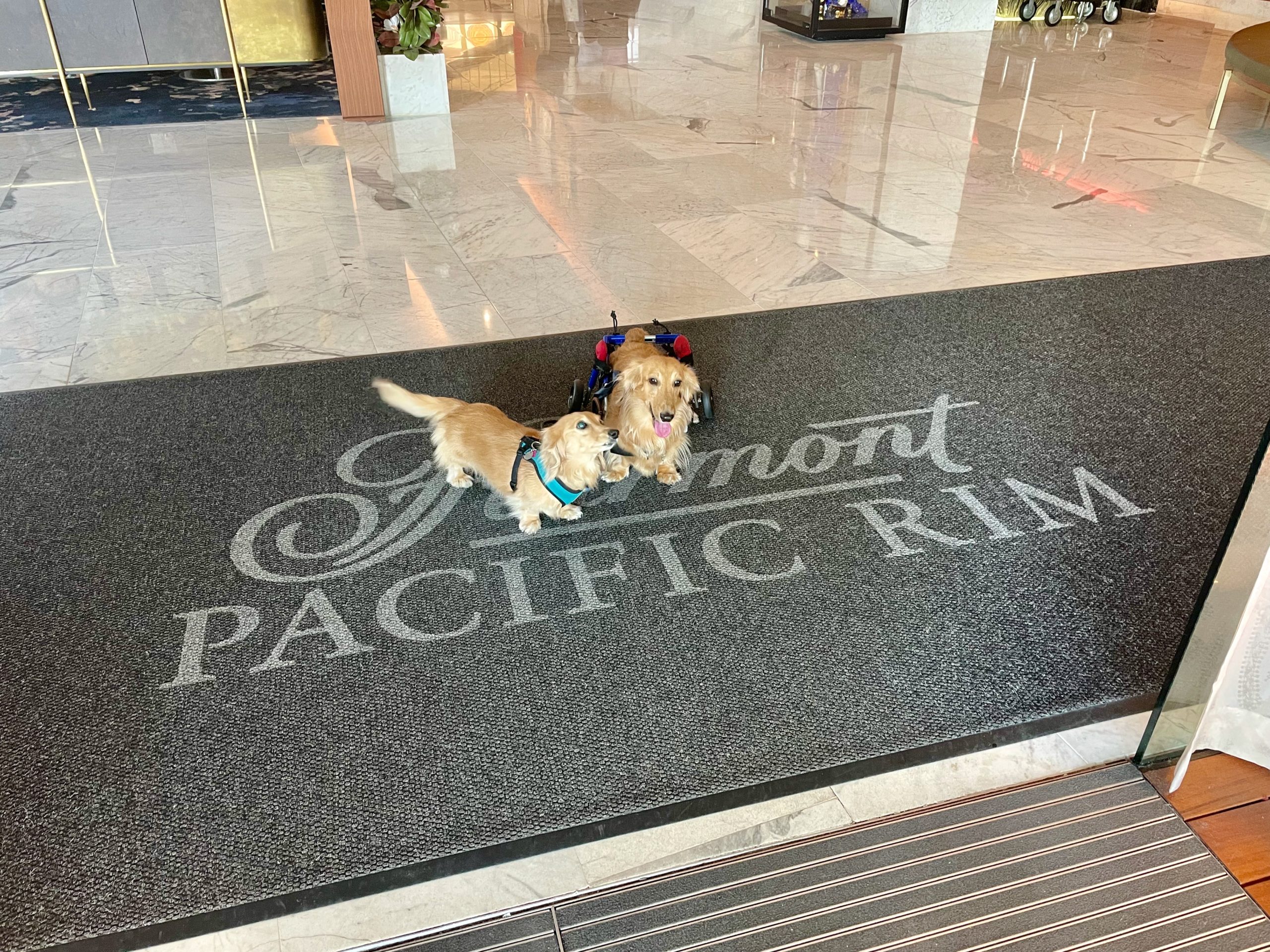 Top 10 Dog-Friendly Luxury Hotels for Traveling in Style